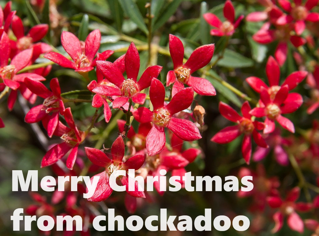 Merry Christmas and Happy Boxing Day — chockadoo